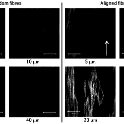 Collagen SHG from HDF-seeded constructs at day 14.
