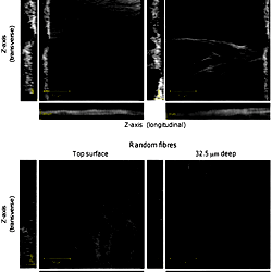 3D images of collagen SHG from HDF-seeded constructs at day 21.