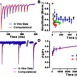 A simple model of paired pulse depression accurately modeled synaptic ...