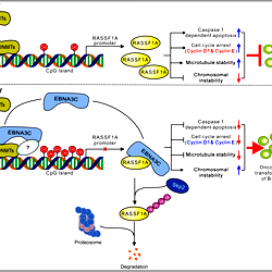 A schematic diagram shows the mechanism by which EBNA3C can suppress RASSF1A expression and ...