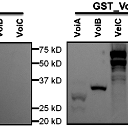 VelC physically interacts with VosA.