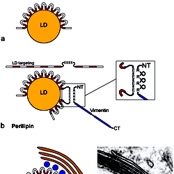 The LD-PLIN-vimentin model.