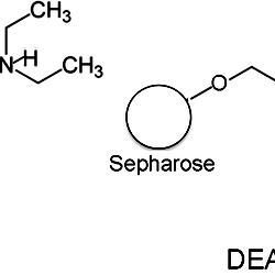 The diethylaminoethyl structure in procainamide is identical to that in ...