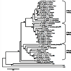 Phylogenetic tree of the E. coli RrmJ homologs from Eubacteria to Mammalia.