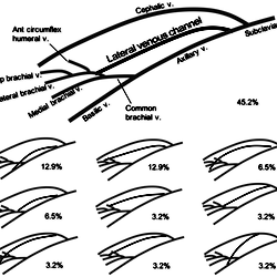 The distal and proximal connections of the lateral venous channel with ...