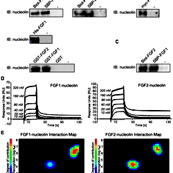 Nucleolin binds to FGF1 and FGF2.