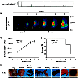 Characterization of the experimental in vivo mouse model.