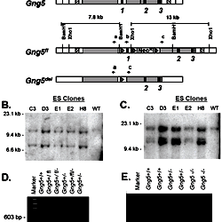 Production of Gng5 mutant mice.