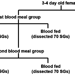 Experimental design for the first and the second blood feeding of An ...