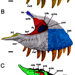 Proposed terminology and annotation of the nonavian theropod maxilla.