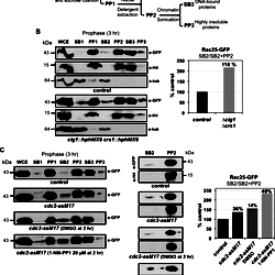 CDK down-regulation reduces chromatin binding of the LinE-component Rec25.