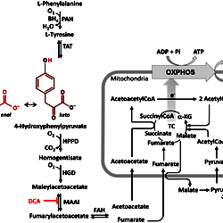 Catabolic pathway of phe/tyr.