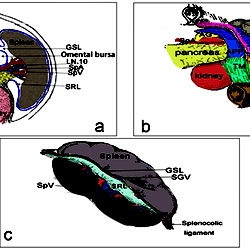 Schematic drawing of the fascias and the vascular anatomy around the ...