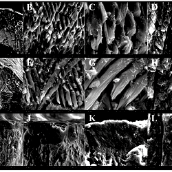 SEM of enamel layer, enamel rods, DEJ, and dentin from 7-week-old ...