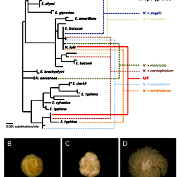 Phylogeny and culture morphology of Epichloë and Neotyphodium species.