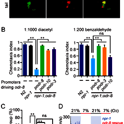 ODR-8 is co-expressed with ODR-4 in chemosensory neurons.