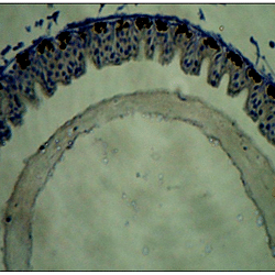 Cross section of the honey bee midgut, showing the midgut epithelium ...