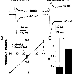 Knockdown of ADAR2 increases rectification of AMPAR currents.