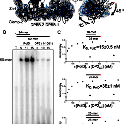 The DP1–DP2 heterodimeric assembly is required for PolD activity.