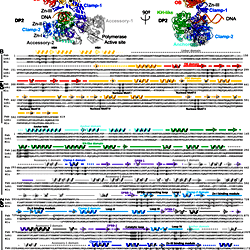Structure of the PolD heterodimeric DP1–DP2 complex bound with DNA.