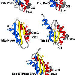 A KH-like domain orients the DNA template toward the active site of PolD.
