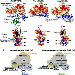 Structural comparison of the intersubunit interface of archaeal PolD ...