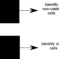 Membrane integrity module workflow.