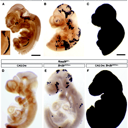 Whole tissue sequential Dre to Cre recombination in CAG:Dre; Brn3CKOCre ...