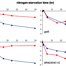 S. pombe and human genes producing circular RNAs.