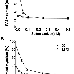 PABA synthase inhibitor sulfanilamide inhibits PABA production and ...