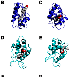 Lipid Transfer Proteins structural analysis.