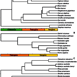 Consensus trees used in phylogenetic analysis.
