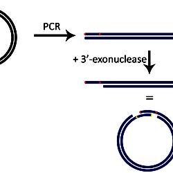 SLIC protocol for cloning.