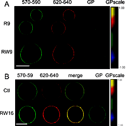 Confocal images of GPMVs labelled with di-4-ANEPPDHQ and incubated with ...