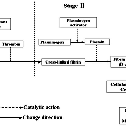 Pathophysiology of D-dimer.