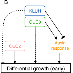 Dynamic model for CUC2-induced boundaries patterning and growth during ...