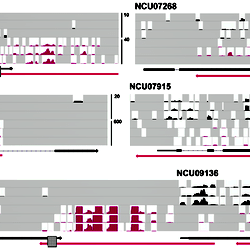 Examples of sense/antisense transcript pairs annotated from RNA ...