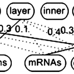 An example of the maximum matching in the bipartite graph.