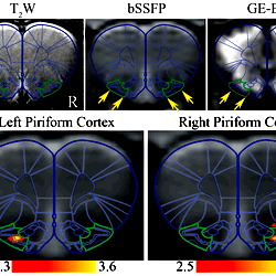 A distortion-free RSN derived from bSSFP images at rat piriform cortex ...
