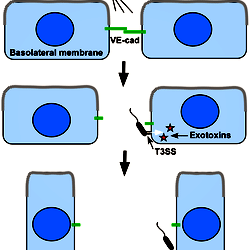Proposed cooperation model between P. aeruginosa's T2SS and T3SS.