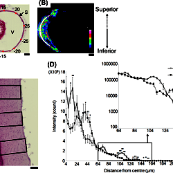Line scan data along the outer perimeter of the eyeball section.