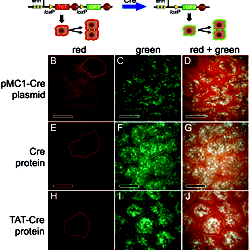 Cre activity in mouse hepatocytes following hydrodynamic delivery of ...