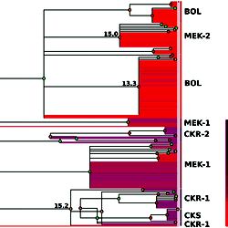 Majority rule (50%) consensus tree for Neotricula γ-aperta.