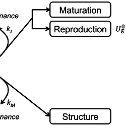 Schematic representation of the DEB model.