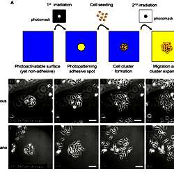 Cell migration behavior before and after release from geometrical ...