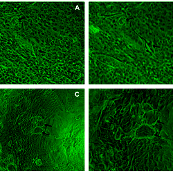 Developed morphology of confluent monolayer of OECs.