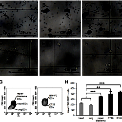 Size of primary ECs isolated from different tissues.