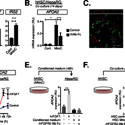 Paracrine FGF7 signaling by HSCs is activated during cell-cycle arrest.