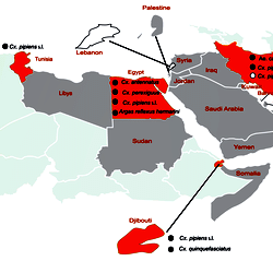 Vector infection with the WNV in the EMRO region.