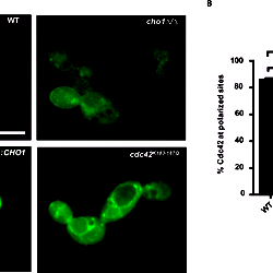 Cho1 is essential for GFP-Cdc42 polarization at the plasma membrane.